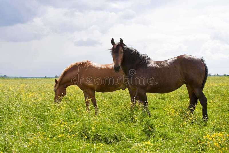 Zwei Pferde Auf Einem Gebiet Stockbild - Bild von grün, sepia: 28155467