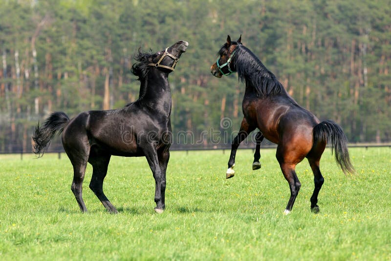 Zwei Pferde auf Weide stockfoto. Bild von freiheit, schnell - 41265352