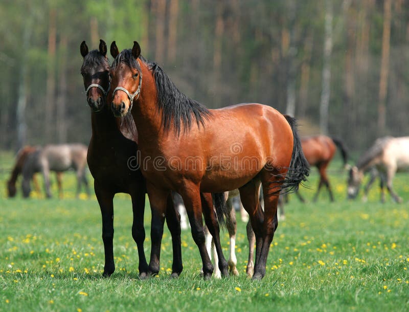 Zwei Pferde in der Liebe stockfoto. Bild von liebe, braun - 41086810