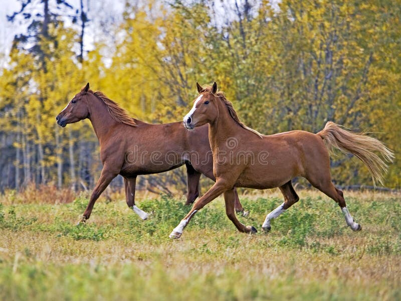 Zwei Pferde, Die Zusammen Laufen Stockfoto - Bild von drehzahl, araber ...