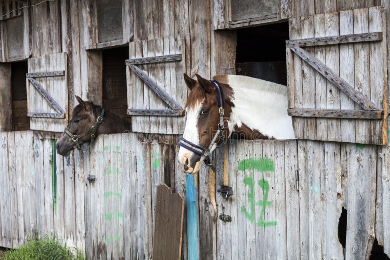 Zwei Pferde im Stall stockbild. Bild von pferde, zwei - 18709353