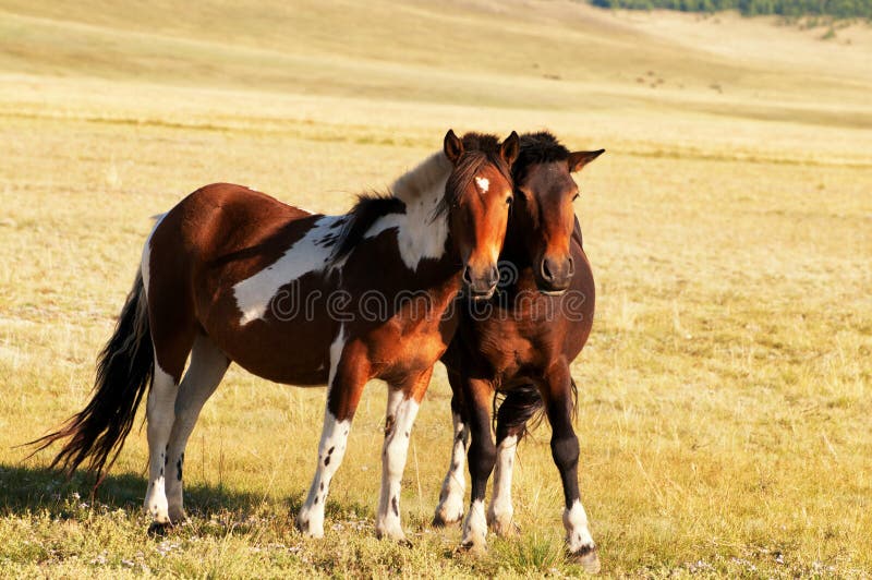 Zwei Pferde, Die in Der Weide Spielen. Stockfoto - Bild von draussen ...