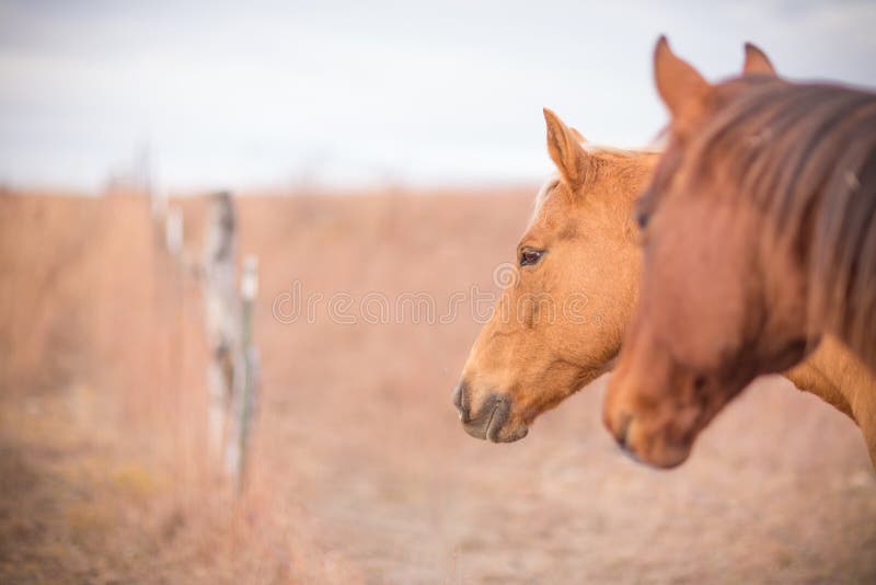 Pferde durch ein Gatter stockbild. Bild von ideal, gatter - 27672311
