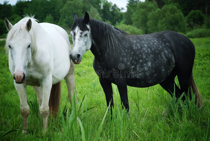 Zwei Pferde Weiß Und Schwarz Stockbild - Bild von gras, haus: 66843665