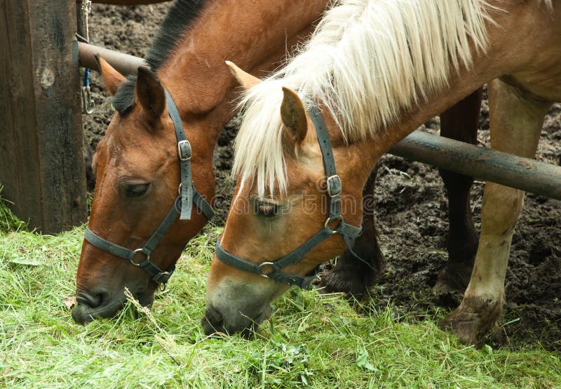 Zwei Pferde, Die Heu Weg Vom Boden Essen Stockfoto - Bild von essen ...