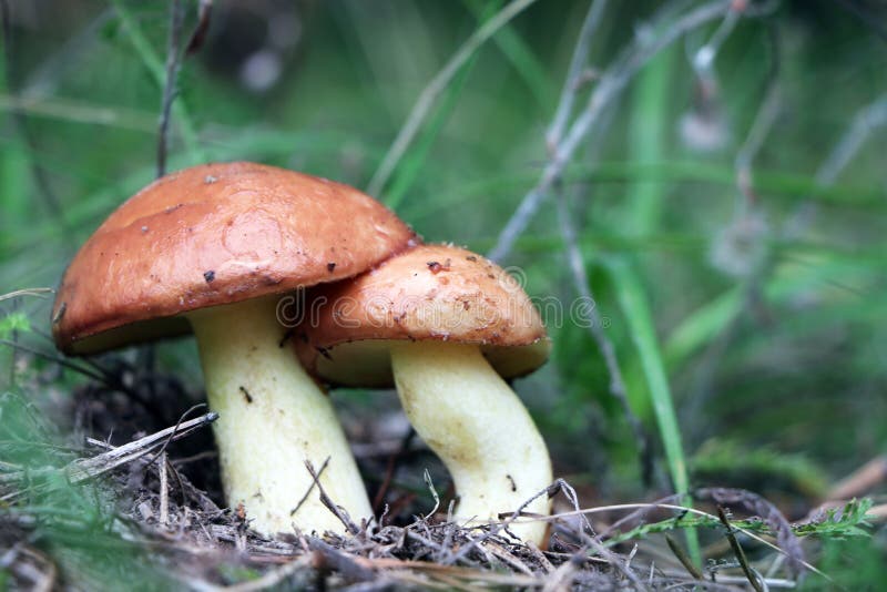 Zwei Pilz Suillus im Holz stockfoto. Bild von nave, saisonal - 100292128