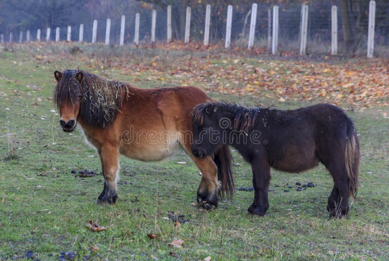 Zwei nette Ponys stockfoto. Bild von tür, lustig, schön - 84378272