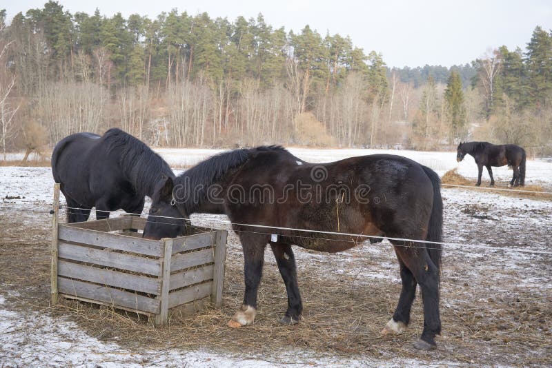 29,009 Schwarze Pferde Fotos - Kostenlose und Royalty-Free Stock-Fotos ...