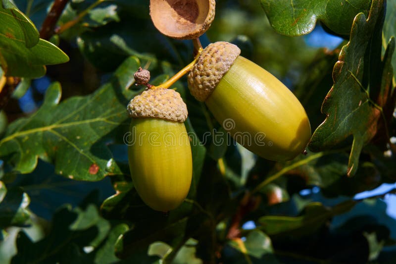 Eichelbaum stockbild. Bild von beschaffenheit, eichel - 11284123