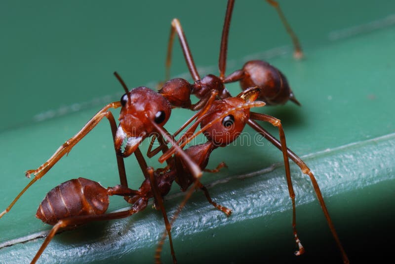 Rote Ameisen stockbild. Bild von insekte, blut, akut - 13652197