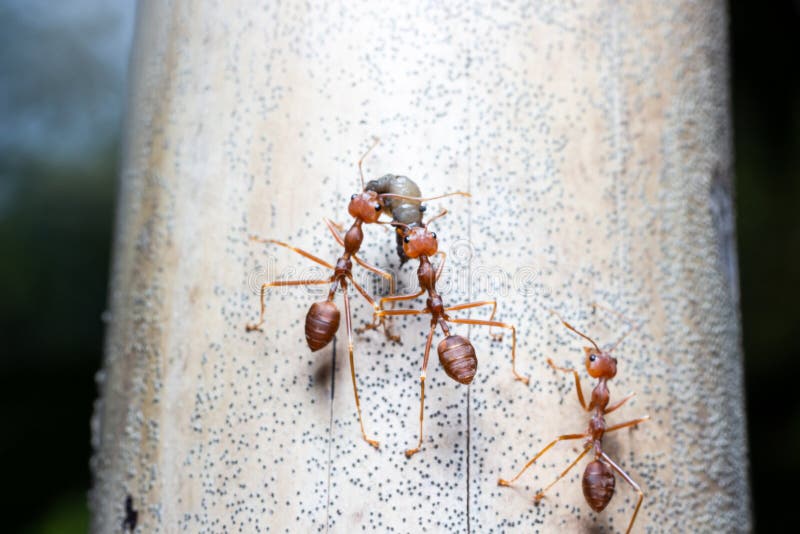 Rote Ameisen-Nahrung stockfoto. Bild von makro, gruppe - 5110902