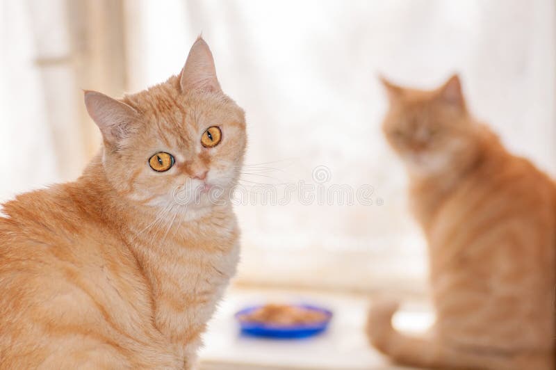 Zwei rote Katzen stockbild. Bild von gelb, gesundheit - 69748143