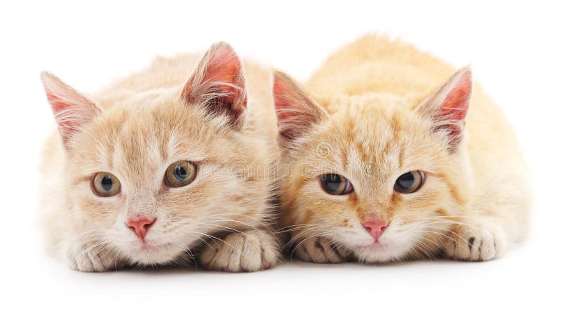 Zwei rote Katzen stockfoto. Bild von paar, jung, spielerisch - 71485194