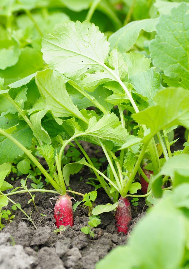 Zwei Rote Rettiche, Die Im Boden Wachsen Stockbild - Bild von makro ...