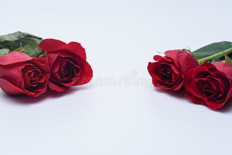 Zwei Rote Rosen Auf Jeder Seite Stockfoto - Bild von exemplar, pflanzen ...