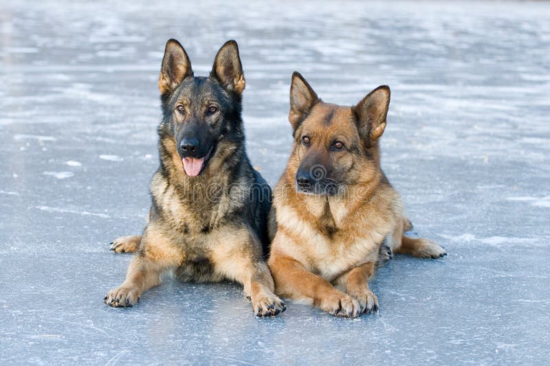 Zwei Schäferhunde stockbild. Bild von eisig, haar, inländisch - 7646657