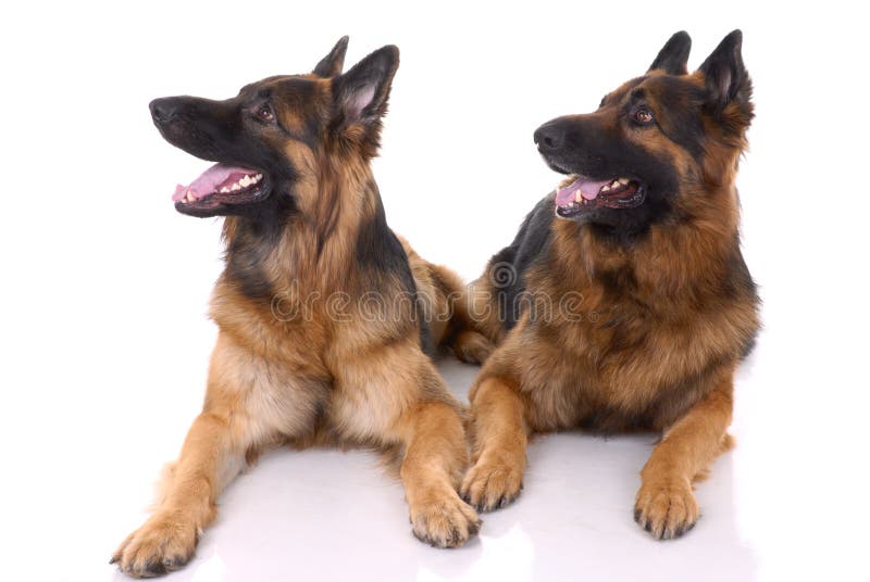 Zwei Schäferhunde stockfoto. Bild von konkurrenzfähig - 8721478