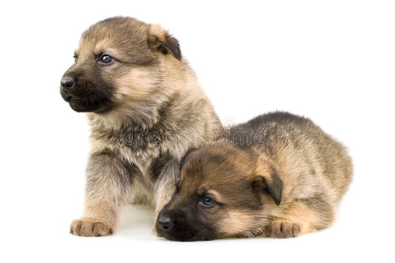 Zwei Schäferhunde puppys stockfoto. Bild von freund, schätzchen - 8086234