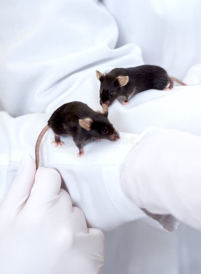 Schwarze Labormaus Stillgestellt in Einer Behandschuhten Hand, Raum ...