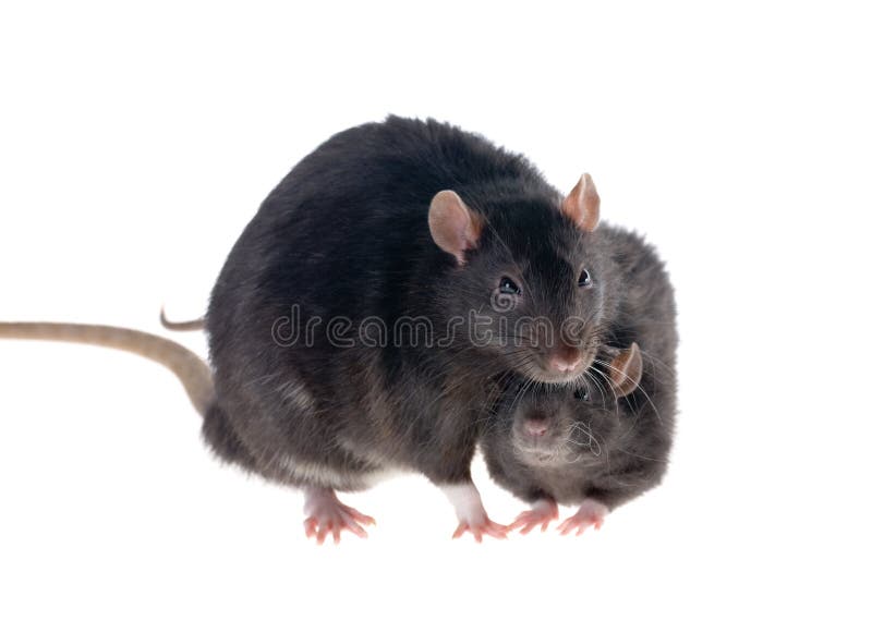 Zwei schwarze Ratten stockfoto. Bild von ratten, schwarze - 12753906