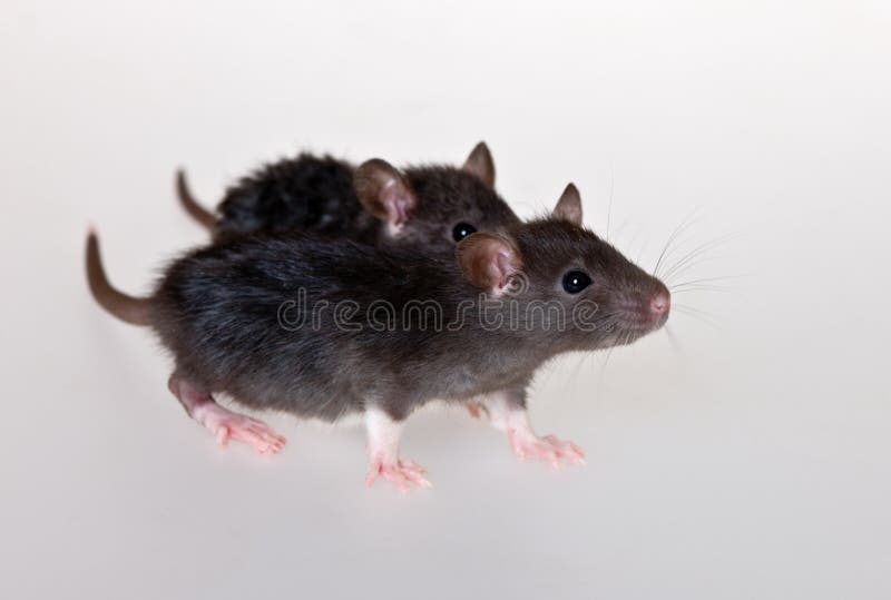 1,908 Junge Ratten Stock Fotos - Freie & Royalty-Free Stock Fotos von ...