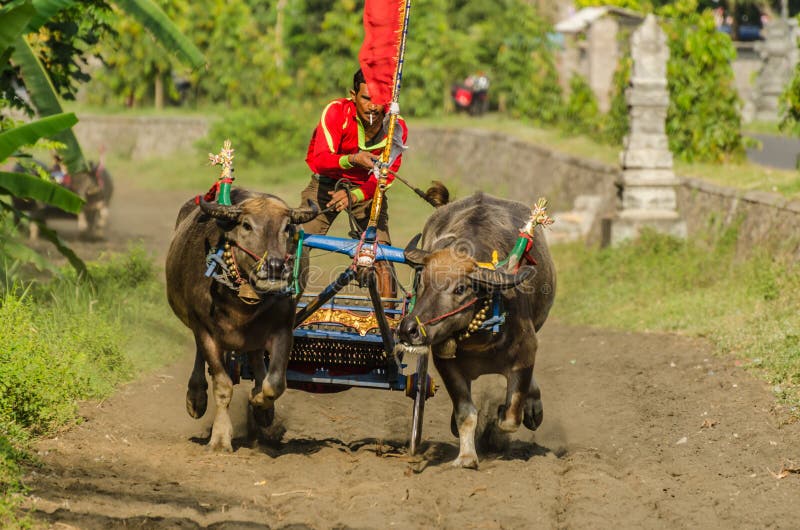 Zwei Stiere Mit Wagen Und Mann am Rennen Redaktionelles Foto - Bild von ...