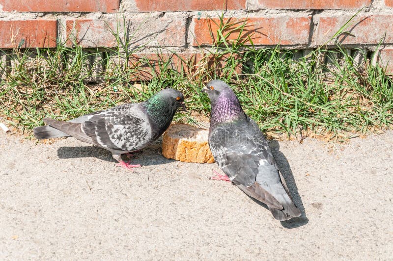 Die Hungrigen Tauben Essen Die Brotkrumen I Stockfoto - Bild von ...