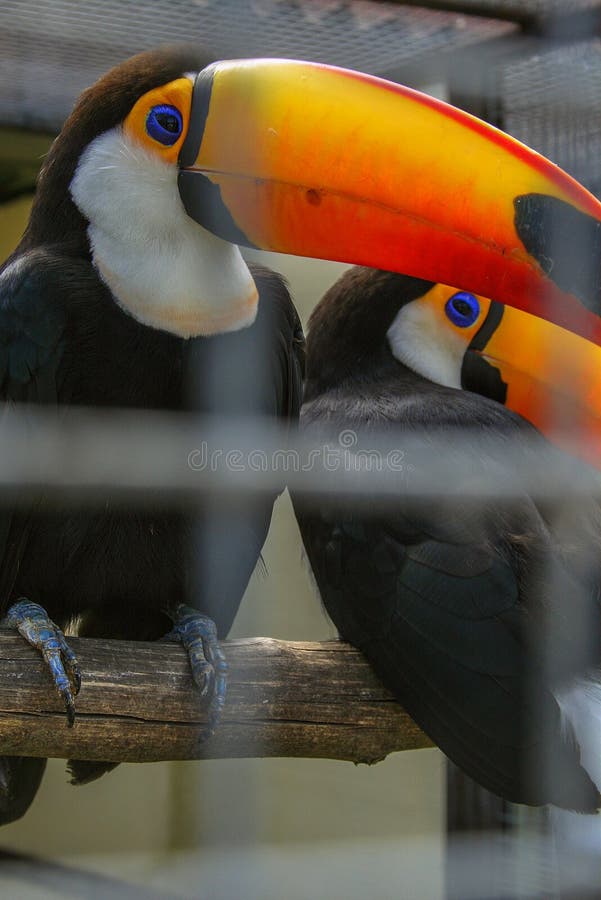 Zwei Tukane Auf Der Niederlassung Hinter Dem Netz Stockfoto - Bild von ...