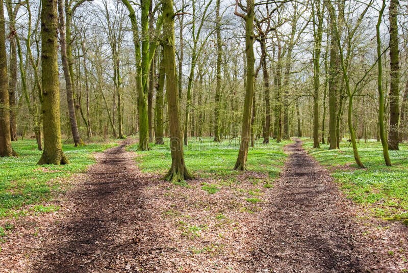 Zwei Wege stockbild. Bild von spur, wald, draussen, spalte - 60747041