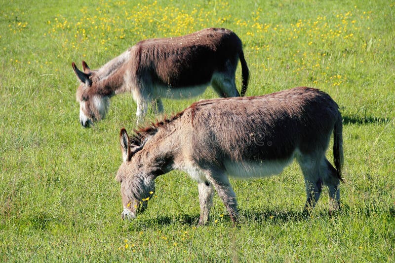 Zwei Weiden Lassende Burros Oder Esel Stockfoto - Bild von bauernhof ...