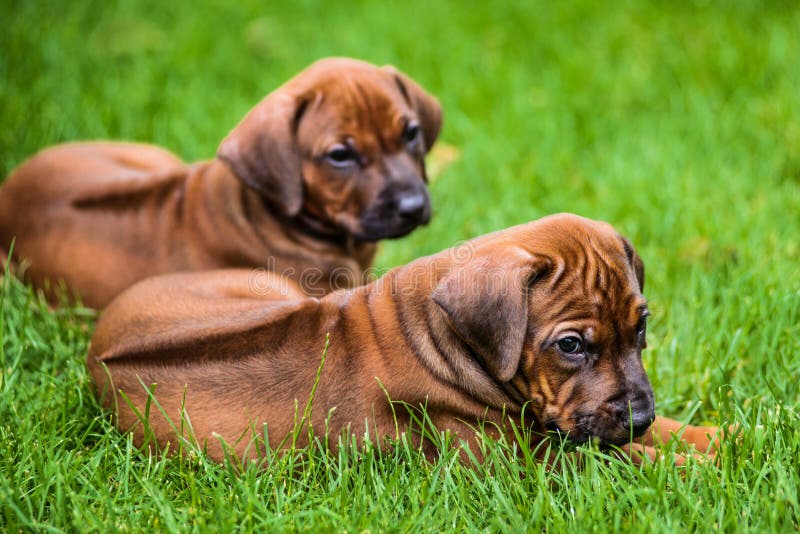 Zwei Welpen Rhodesian Ridgeback, Die Auf Dem Gras Liegen Stockbild ...