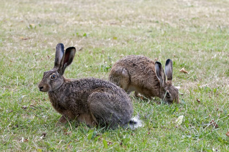 Zwei Hasen stockbild. Bild von tier, frühling, kaninchen - 13580917