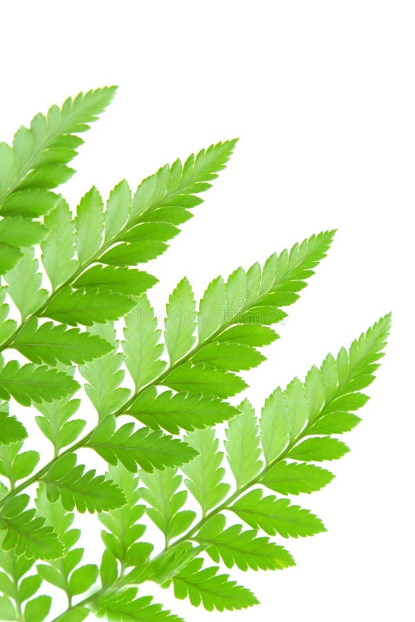 Zweig stockfoto. Bild von nave, farben, nahaufnahme, farn - 6230610