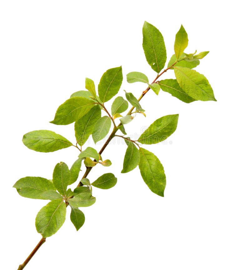 Zweig stockbild. Bild von getrennt, umgebung, auszug, wald - 9715423