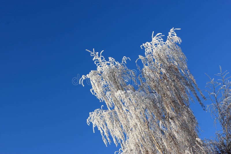 Birke im Winter stockfoto. Bild von nave, kalt, blätter - 12575148