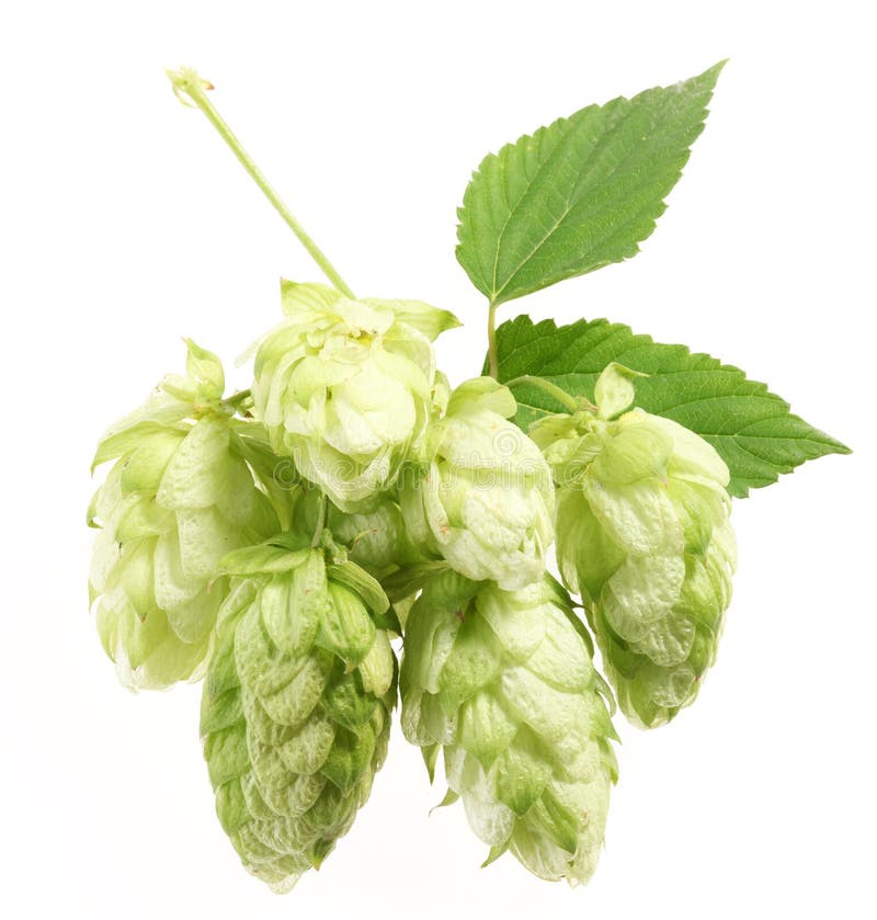 Zweig der Hopfen. stockbild. Bild von becher, gärung - 16094109