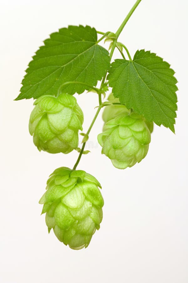Zweig der Hopfen stockfoto. Bild von blumen, frisch, grün - 21541672