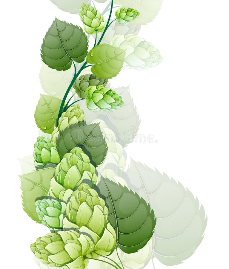 Zweig der Hopfen vektor abbildung. Illustration von abbildung - 45482873