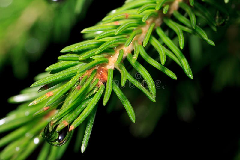 Sprigkiefer getrennt stockfoto. Bild von zweig, getrennt - 3718062
