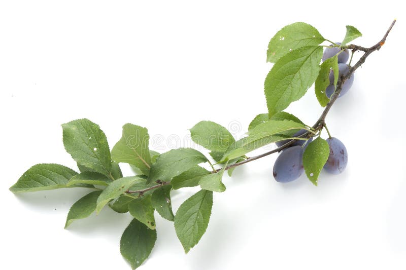 Zweig der Pflaume stockfoto. Bild von frucht, getrennt - 26147662
