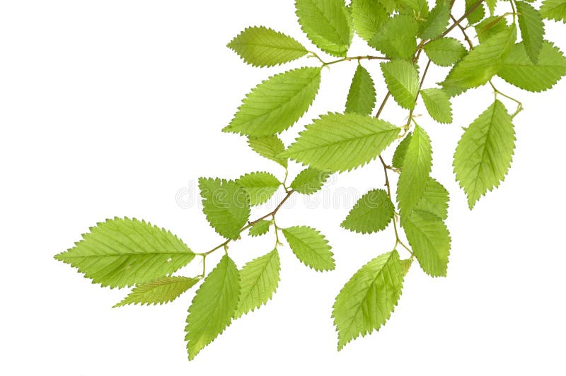 Zweig des Baums stockbild. Bild von wald, farbe, rand - 5228641