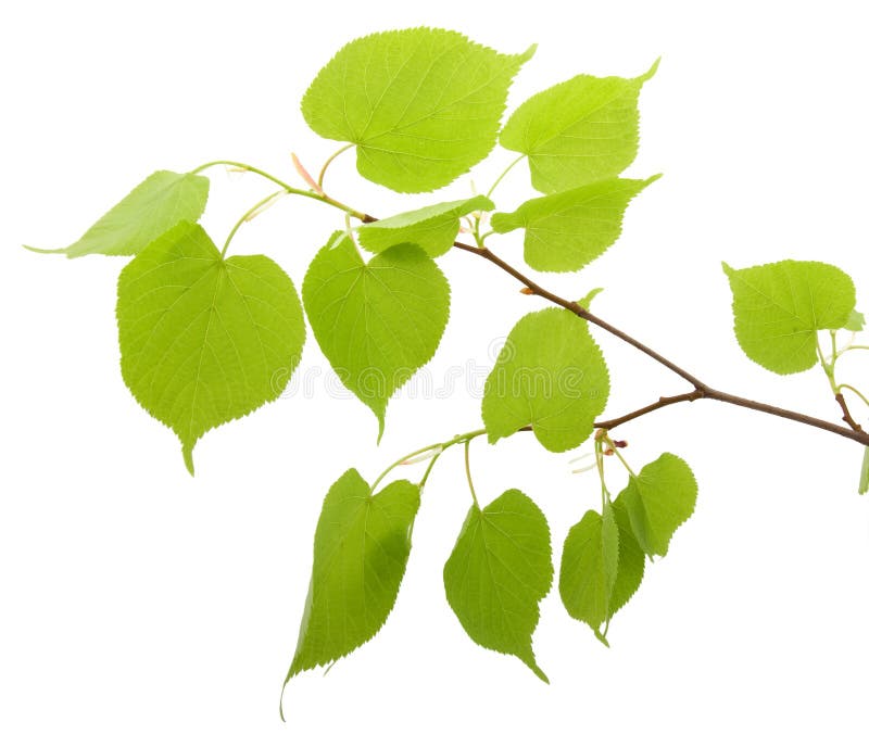 Zweig einer Birke stockbild. Bild von zweig, hintergrund - 19537251