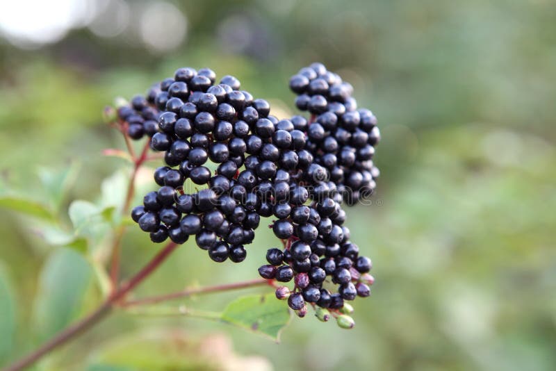 Zweige der Holunderbeere stockbild. Bild von baum, blätter - 6750607