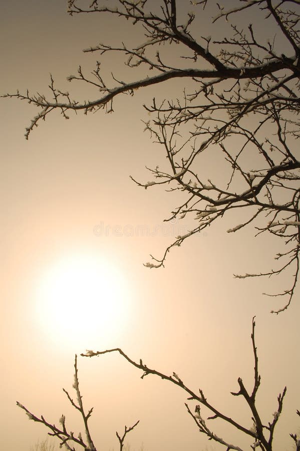 Zweige und Sonne stockfoto. Bild von grau, nave, karte - 12749232