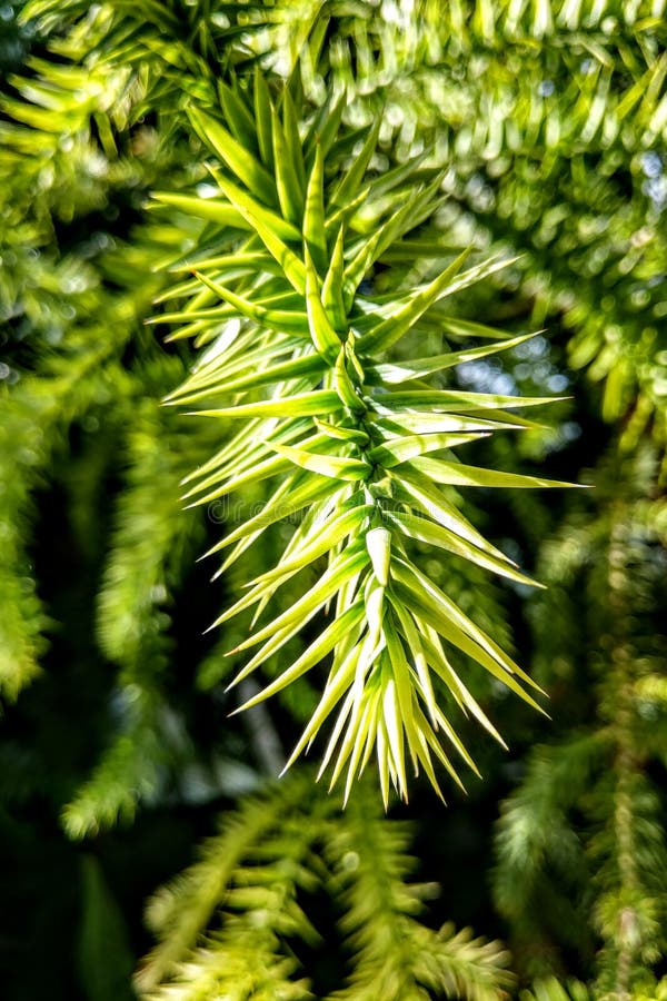 Zweigstelle Araucaria Araucana, Puzzle Monkey, Affenschwanzbaum Oder ...