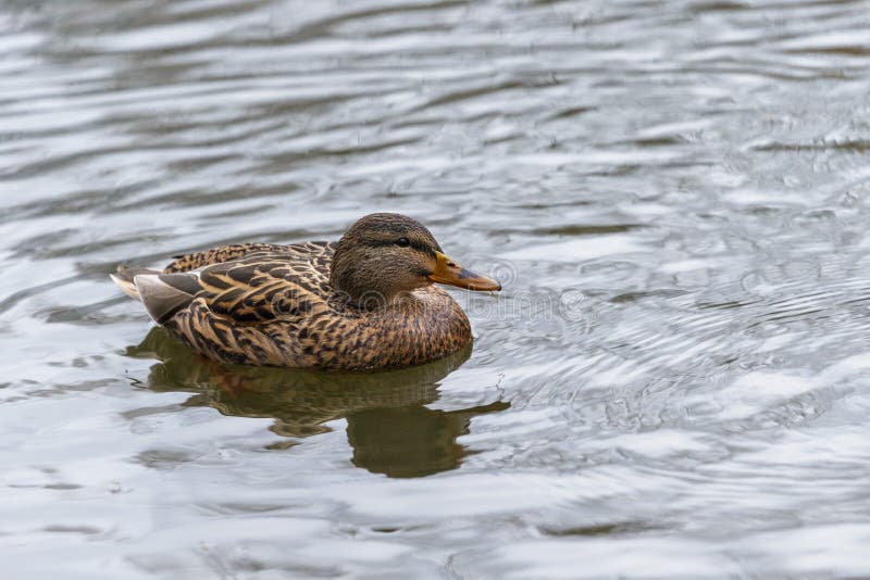 Zwemmende Eend in Park Tijdens Zomer Stock Photo - Image of lokeren ...