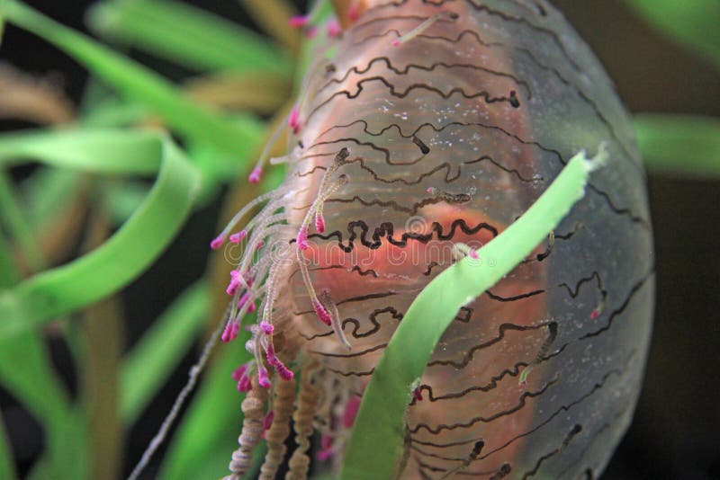 Zwemmende Kwal stock afbeelding. Image of kwal, water - 23121695