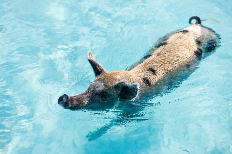 Zwemmende Varkens Van Exumas Stock Afbeelding - Image of kustlijn ...