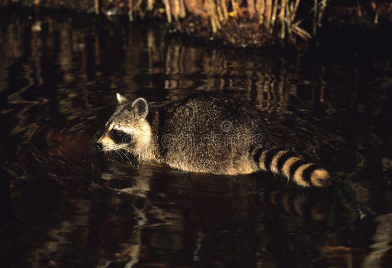 Zwemmende Wasbeer stock foto. Image of staart, wasbeer - 8994678