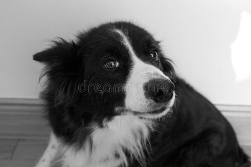 Zwerg der Collie stockfoto. Bild von welpe, haustiere - 114165590